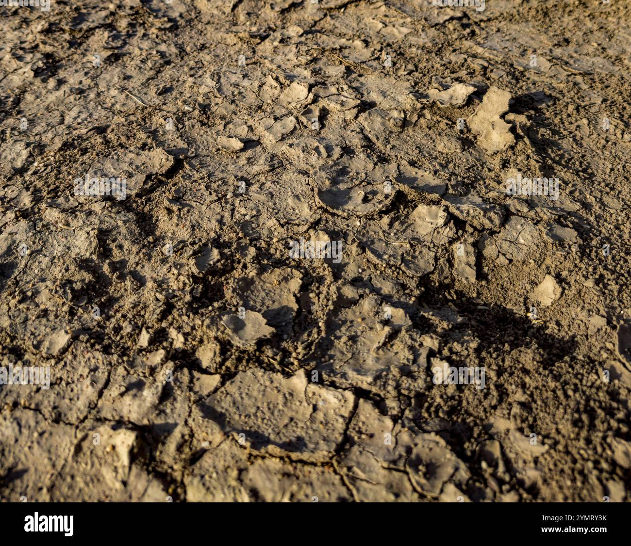 Cracked earth texture reveals the devastating impact of severe drought ...