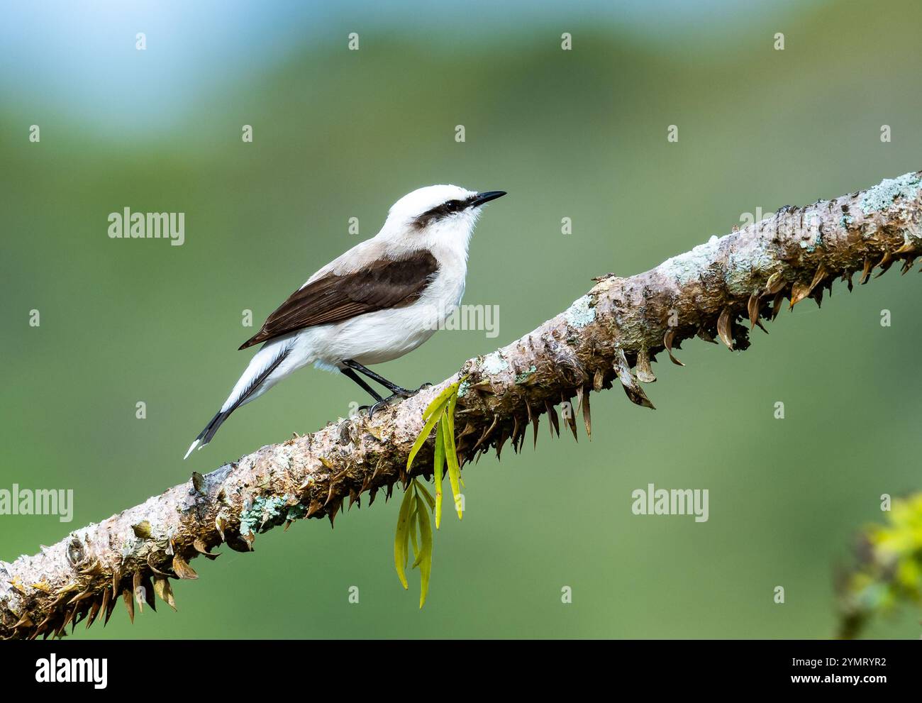 A Masked Water-Tyrant (Fluvicola nengeta) perched on a tree. Espírito ...