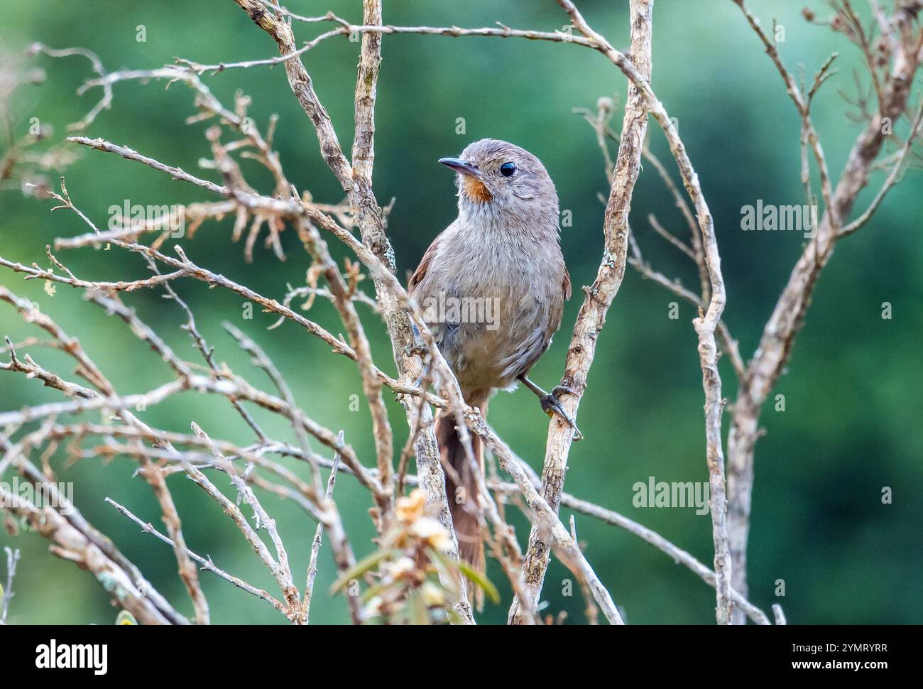 Itatiaia spinetail hi-res stock photography and images - Alamy