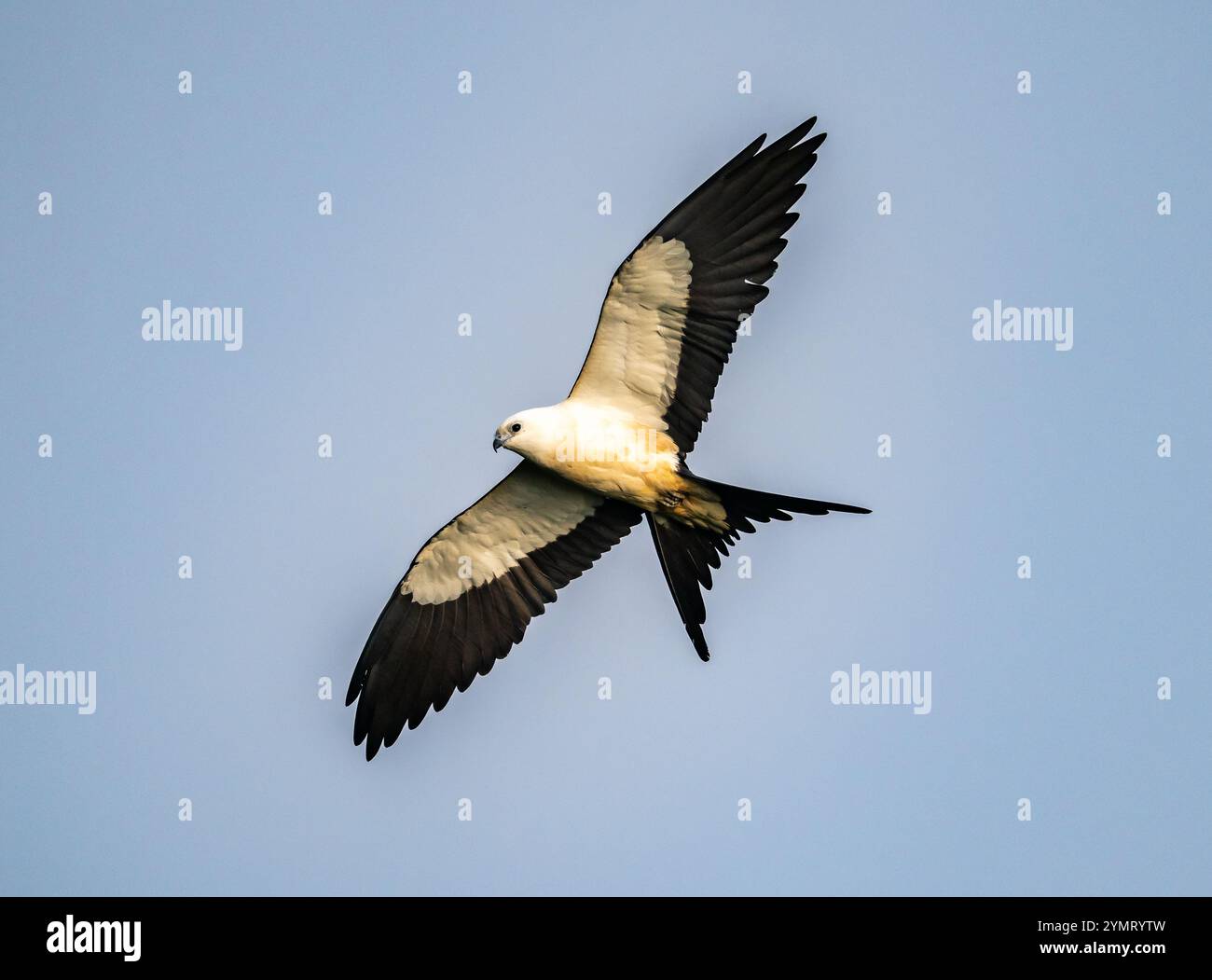 A Swallow-tailed Kite (Elanoides forficatus) soaring in sky. Espírito ...