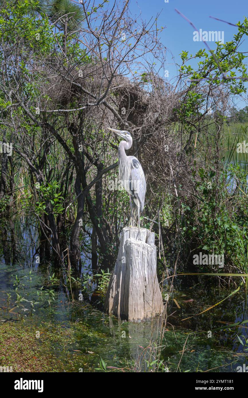 A majestic great blue heron stands elegantly on a tree stump in the ...