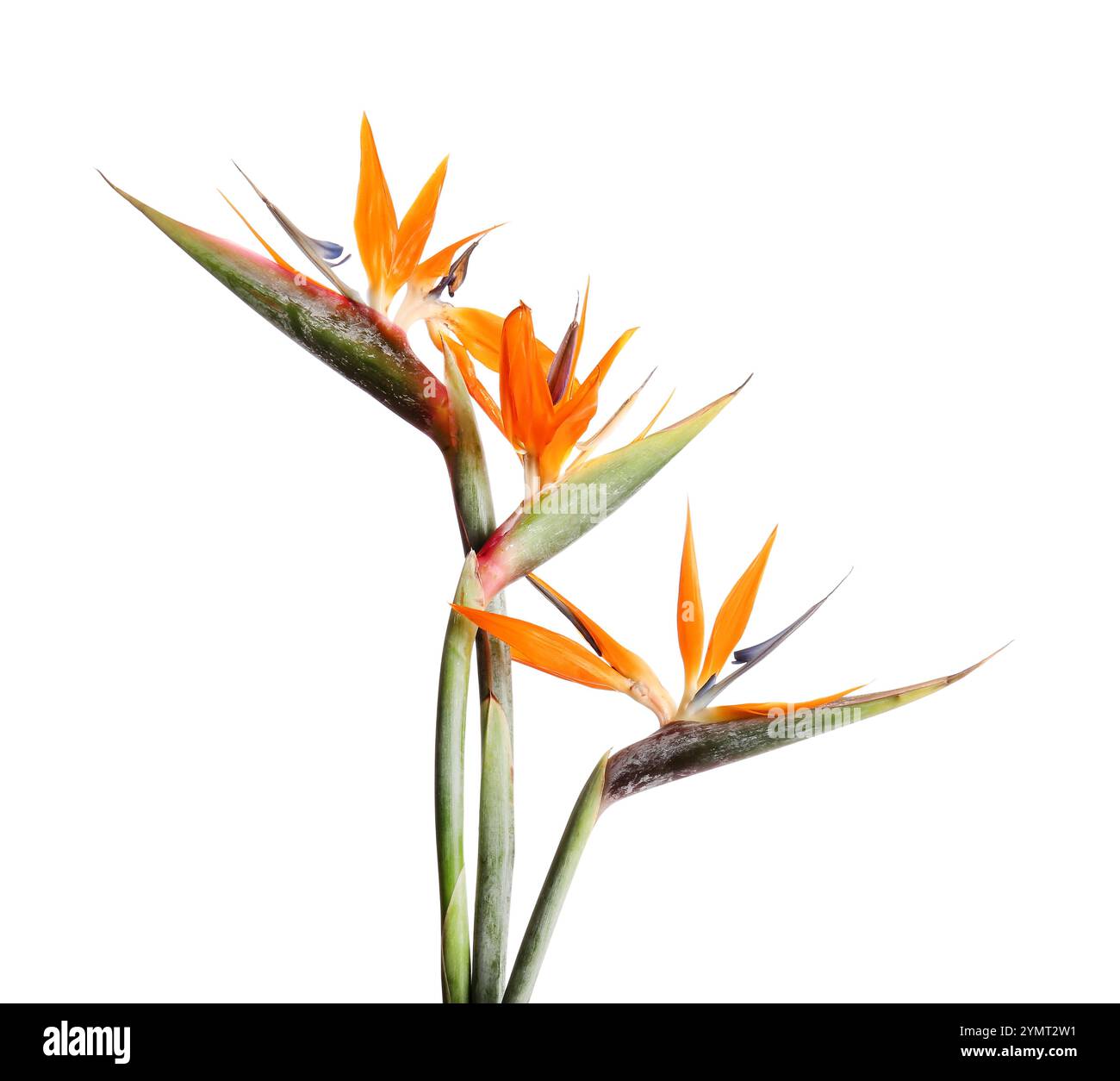 Beautiful strelitzia flowers on white background Stock Photo - Alamy
