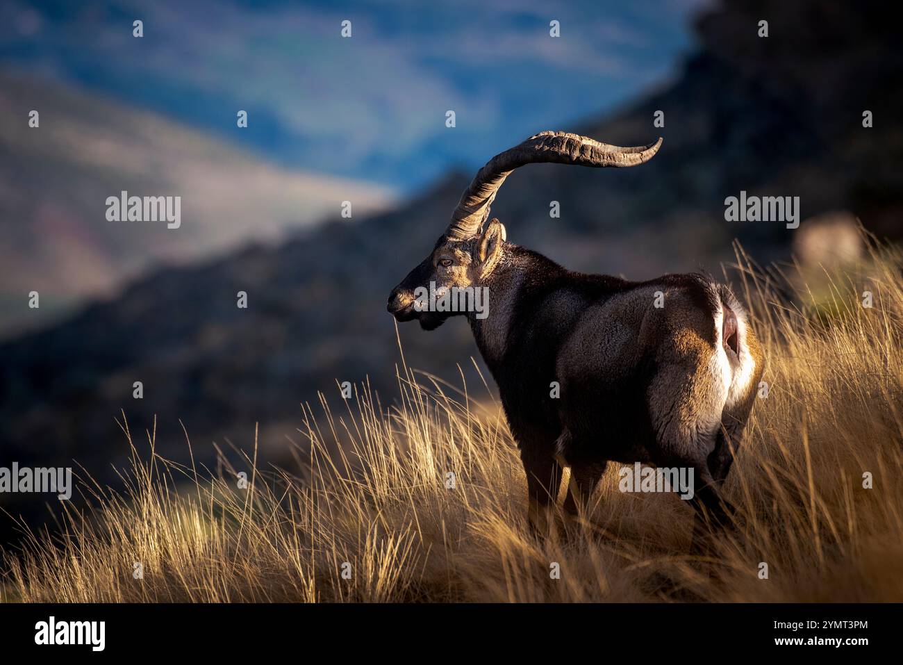 Male mountain goat sierra hi-res stock photography and images - Alamy
