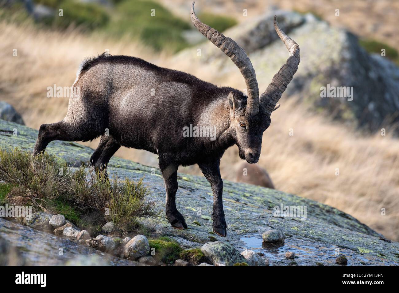 Male mountain goat sierra hi-res stock photography and images - Alamy