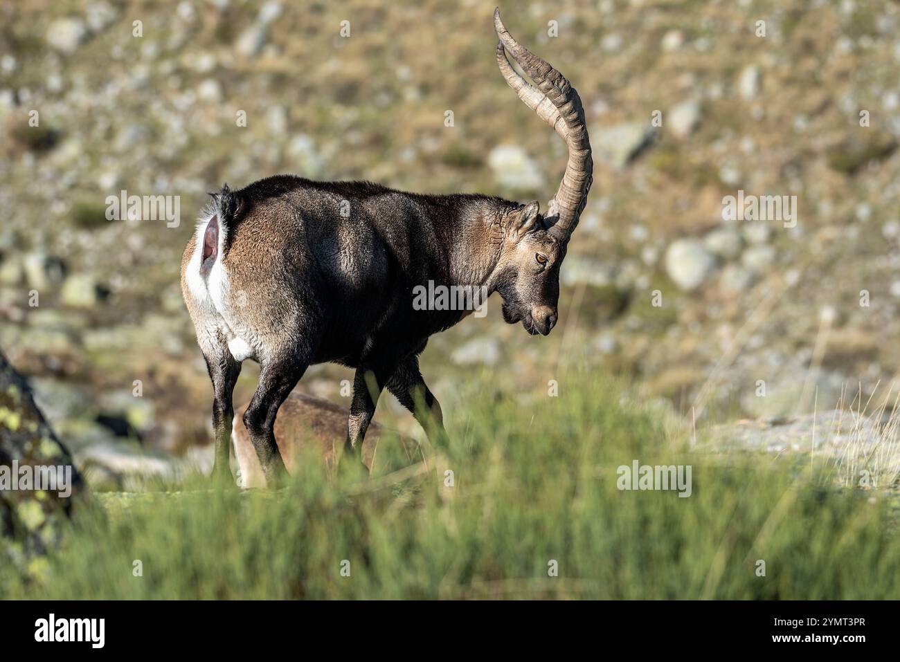 Cabra verde hi-res stock photography and images - Alamy