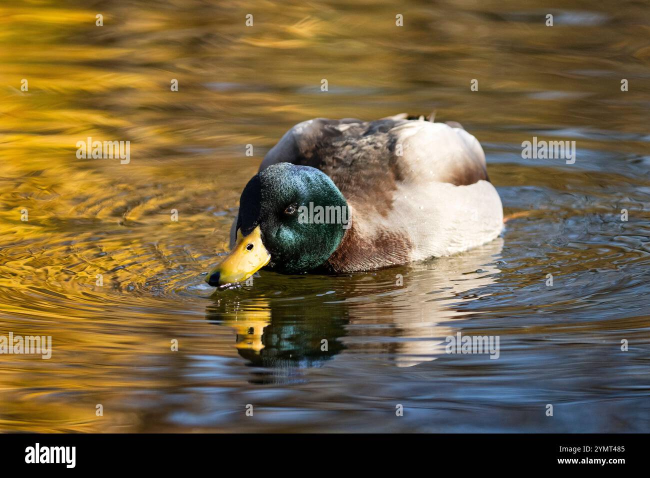Mallard duck facing forward hi-res stock photography and images - Alamy