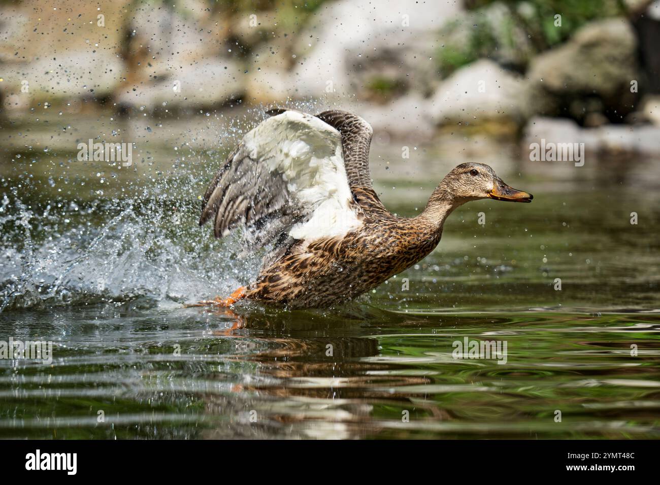 Female mallard duck splashing hi-res stock photography and images - Alamy