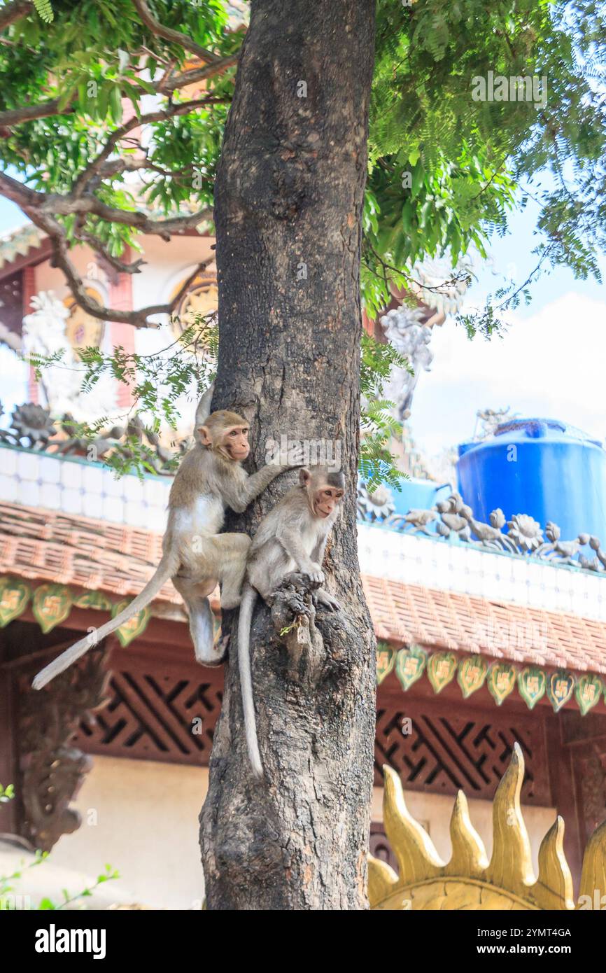 Monkeys in Chau Thoi Mountain Pagoda owns a landscape beauty and has a ...