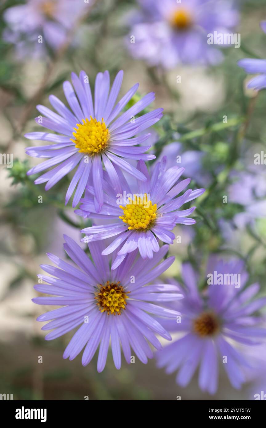 Oblong leaved aster hi-res stock photography and images - Alamy