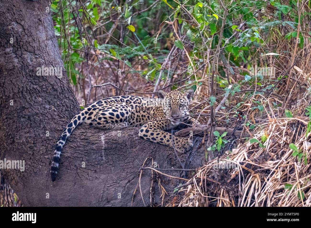 Jaguar walking on a tree hi-res stock photography and images - Alamy