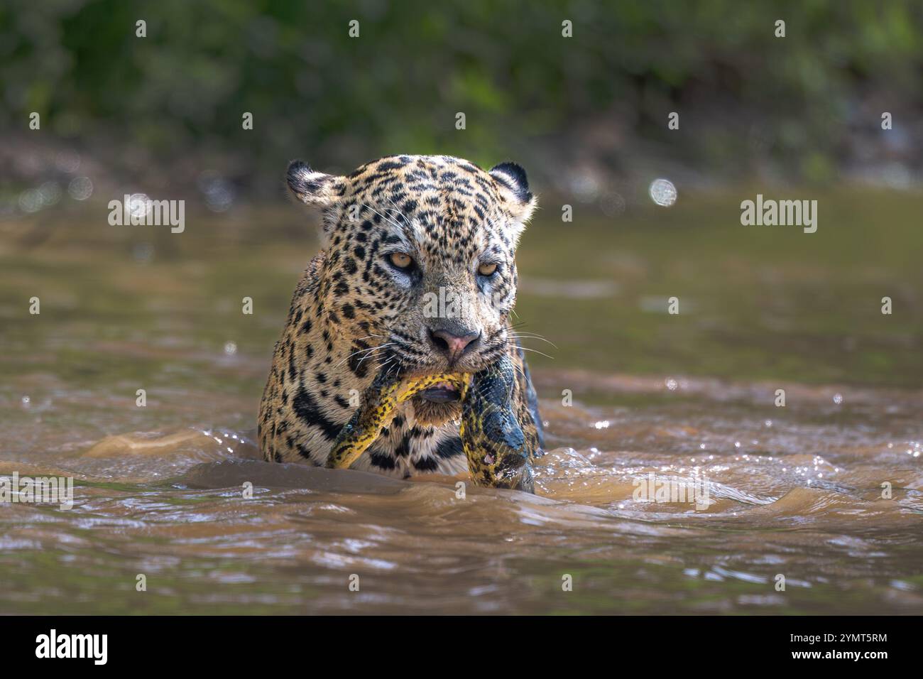 Jaguar with a green anaconda grasped in its mouth while swimming in a ...