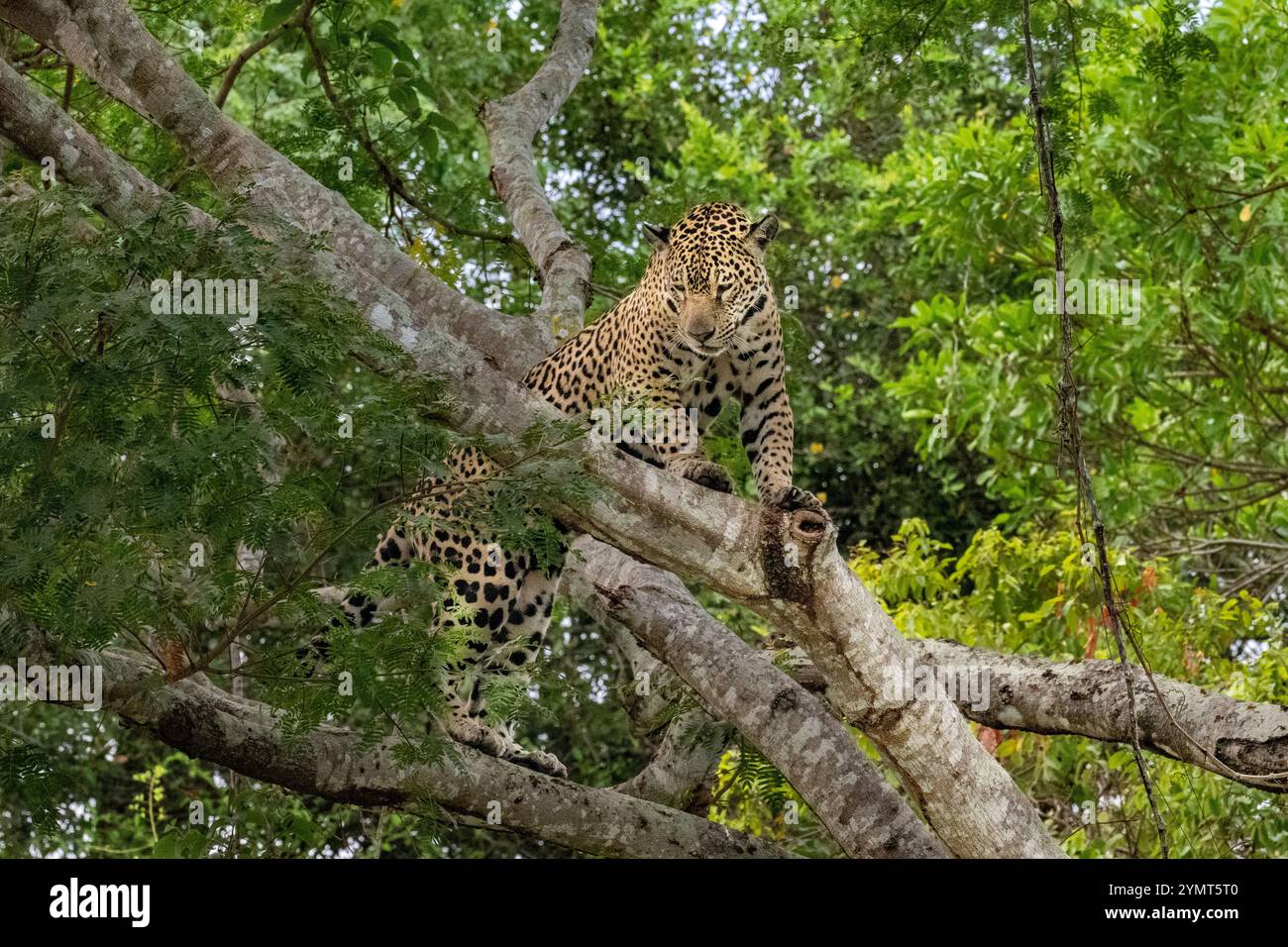 Female jaguar high in a tree in the pantanal surveying surroundings ...