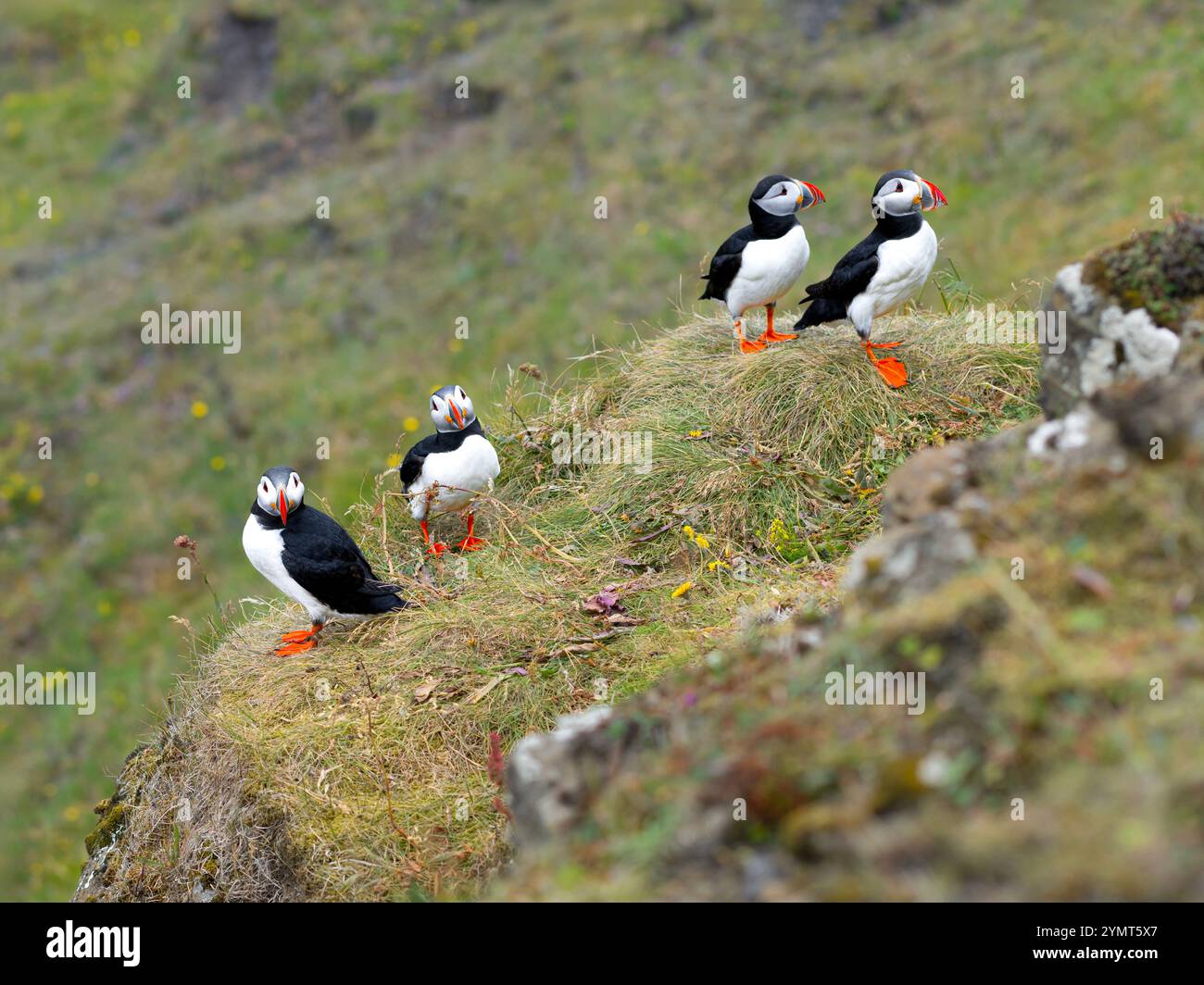 Polar viewpoint hi-res stock photography and images - Alamy