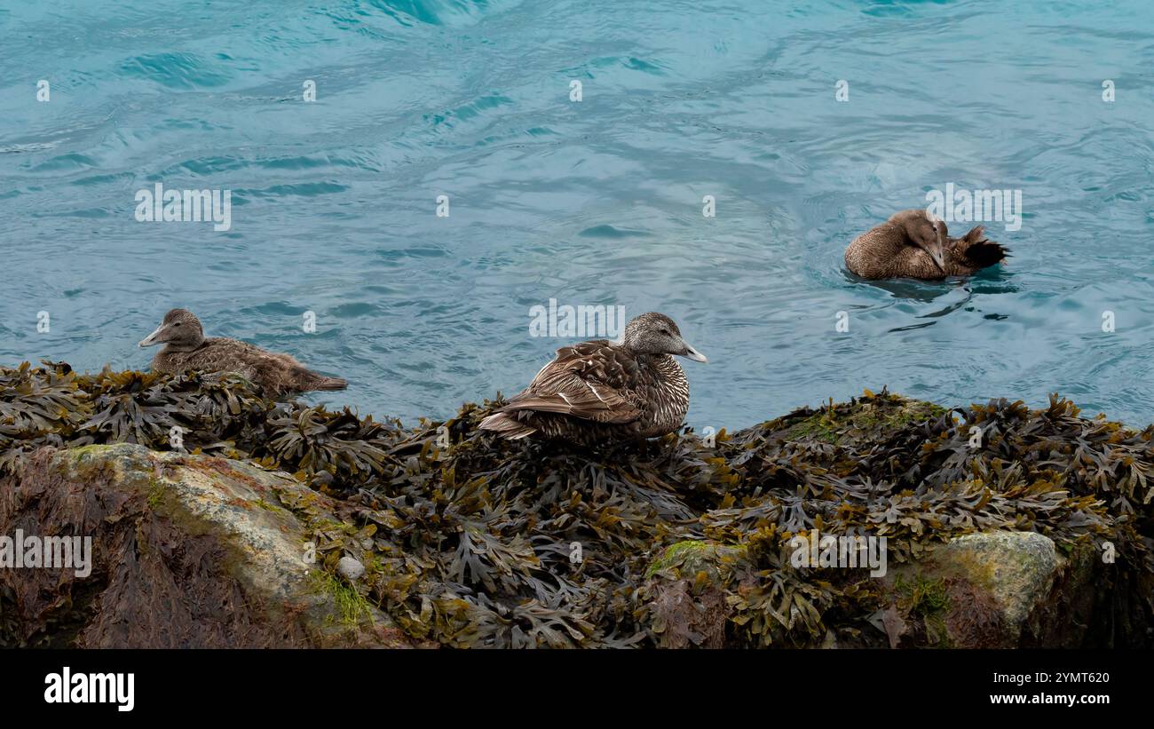 Common Eider (a.k.a. St. Cuthbert's Duck or Cuddy's Duck). Seen at ...