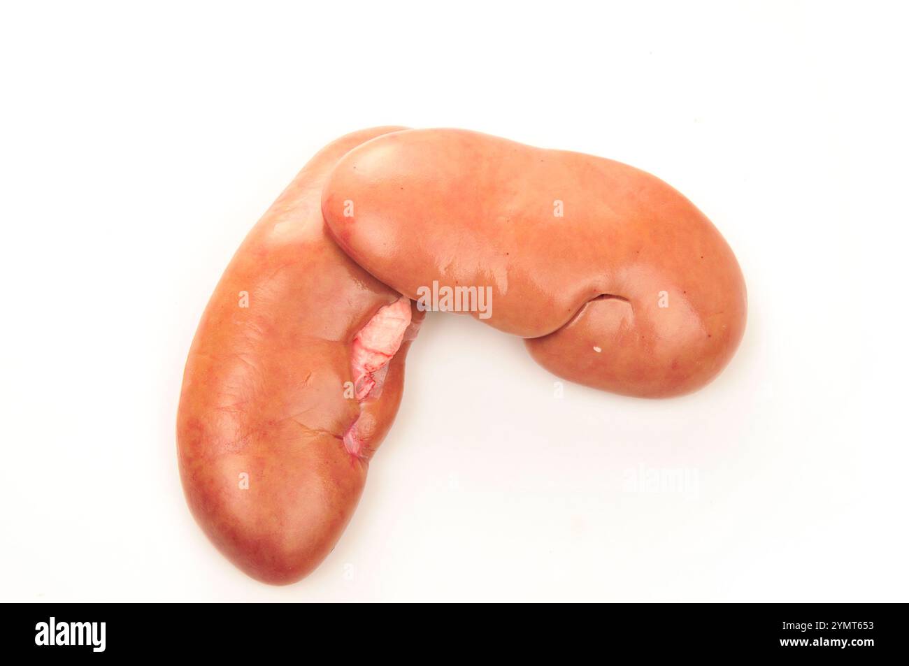 Pig kidney on a white background Stock Photo - Alamy