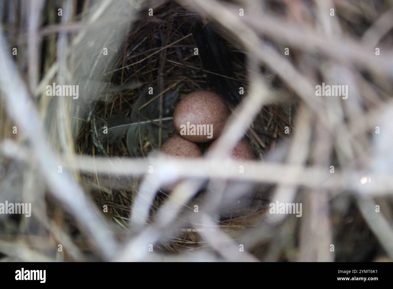 Wren eggs hi-res stock photography and images - Alamy