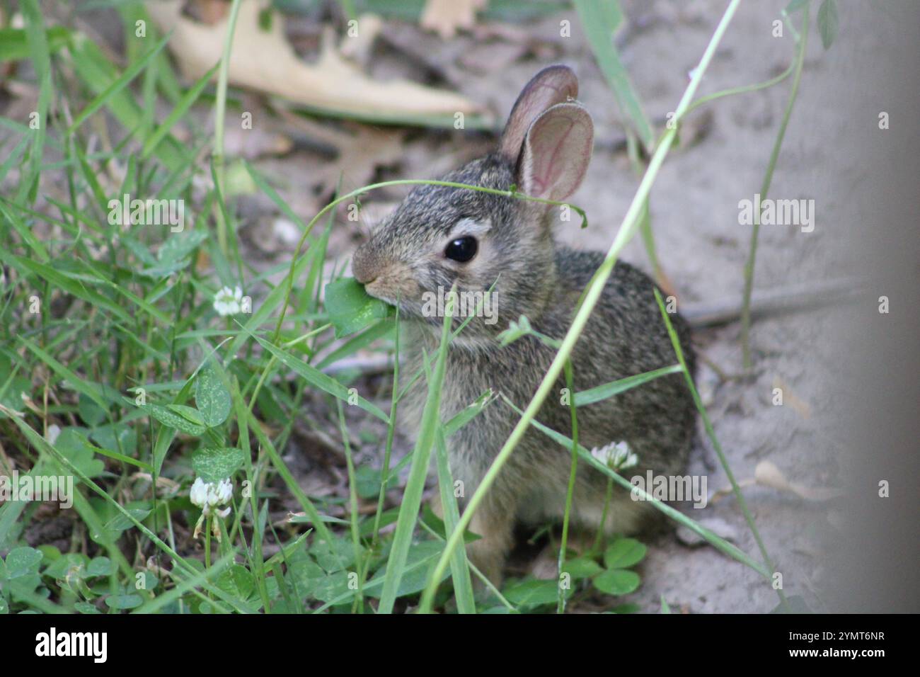 Eastern Cottontail Rabbit (Sylvilagus floridanus) At Mississippi ...