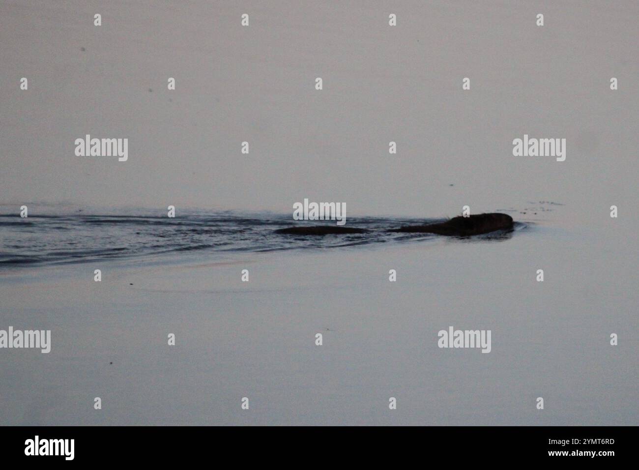 North American Beaver (Castor canadensis) in the Mississippi River at ...