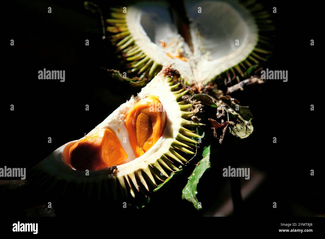 Red durian (unidentified species) that freshly harvested in the forest ...