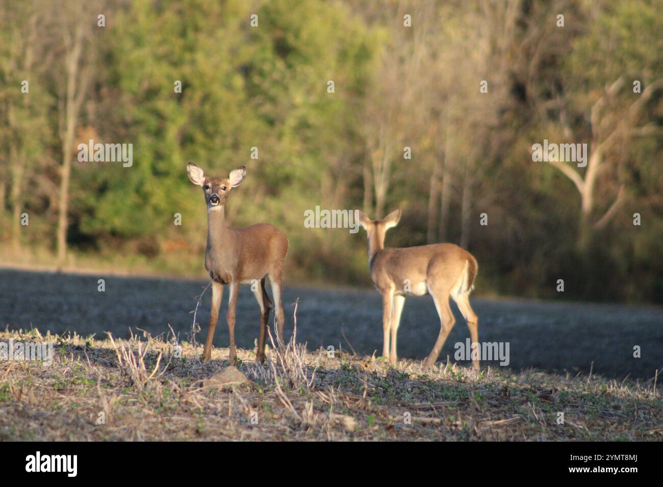North american white tailed deer hi-res stock photography and images ...