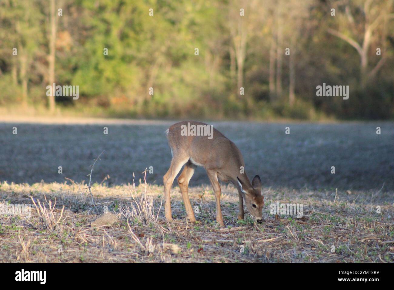 North american white tailed deer hi-res stock photography and images ...