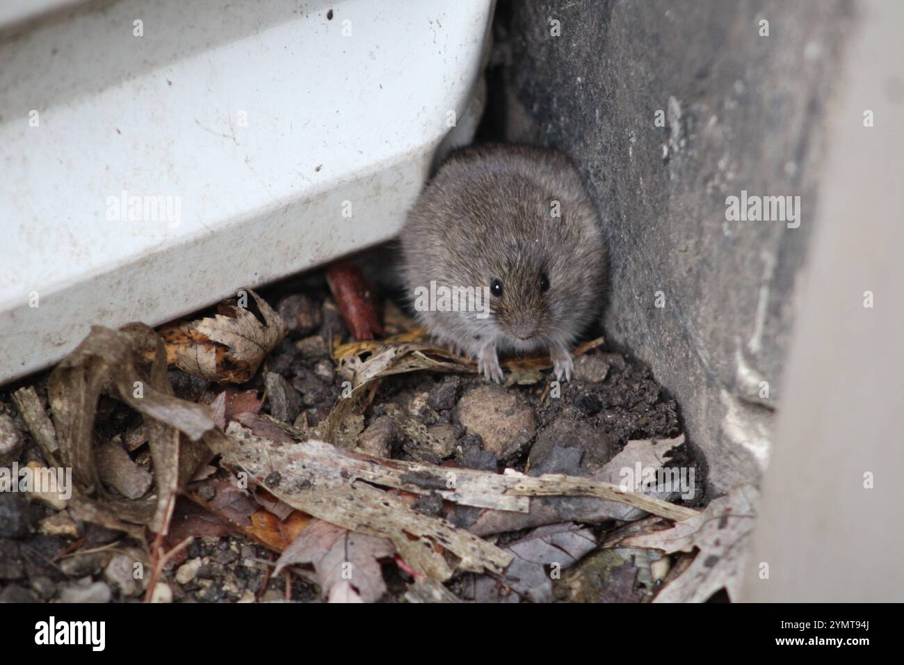 Mouse house hi-res stock photography and images - Alamy
