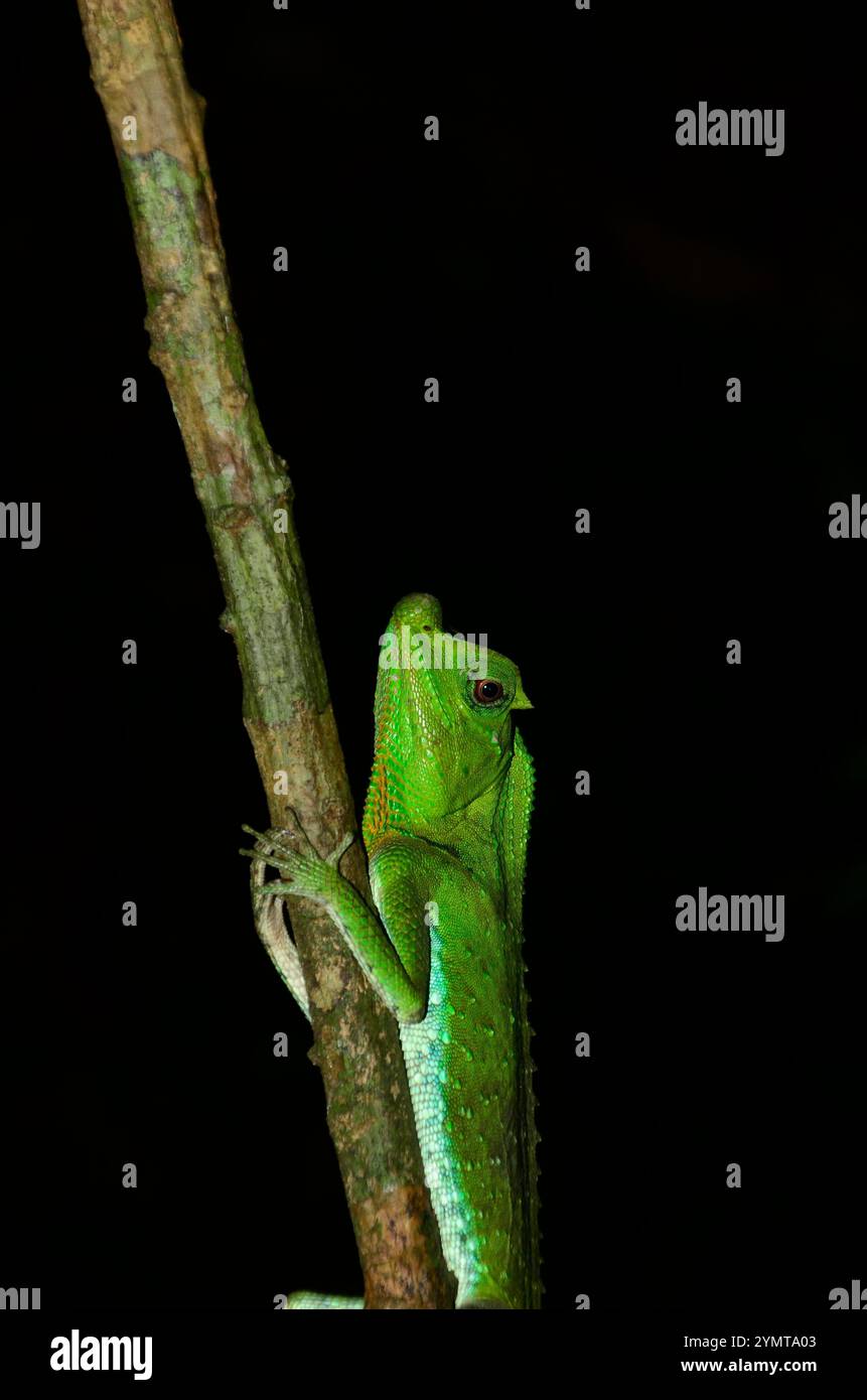 hump nosed lizard sri lanka Stock Photo - Alamy