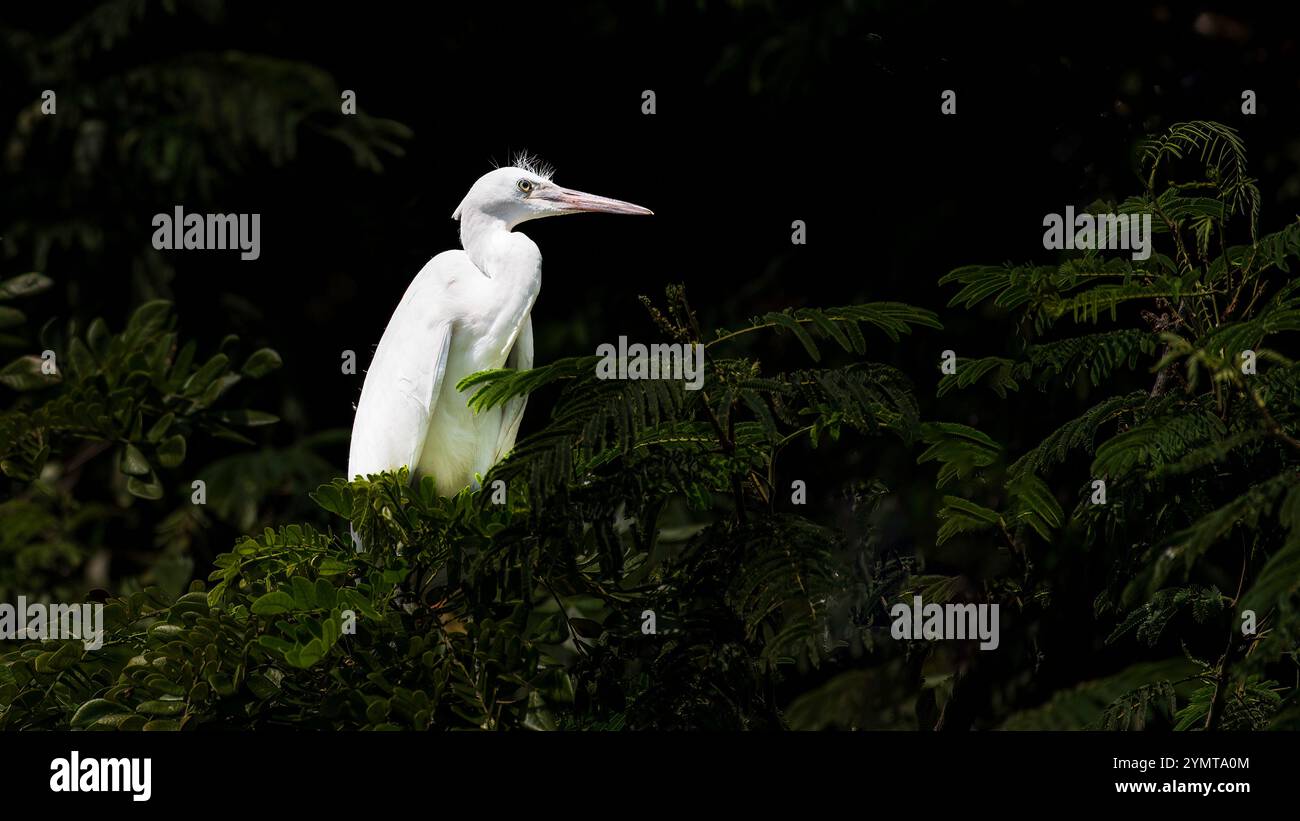 The Medium Egret (Egretta intermedia) is a medium-sized heron with ...