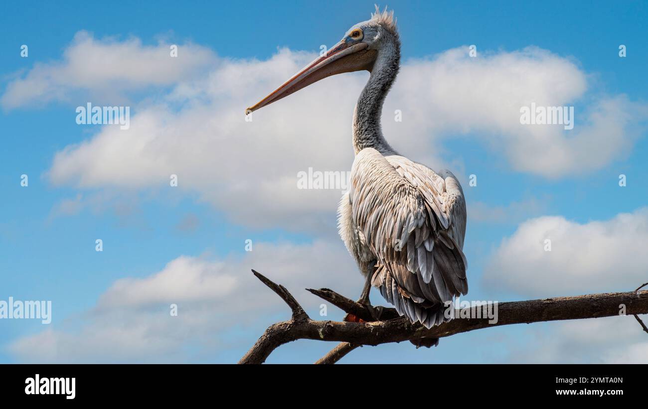 The Spot-billed Pelican is a large waterbird found in southern Asia. It ...