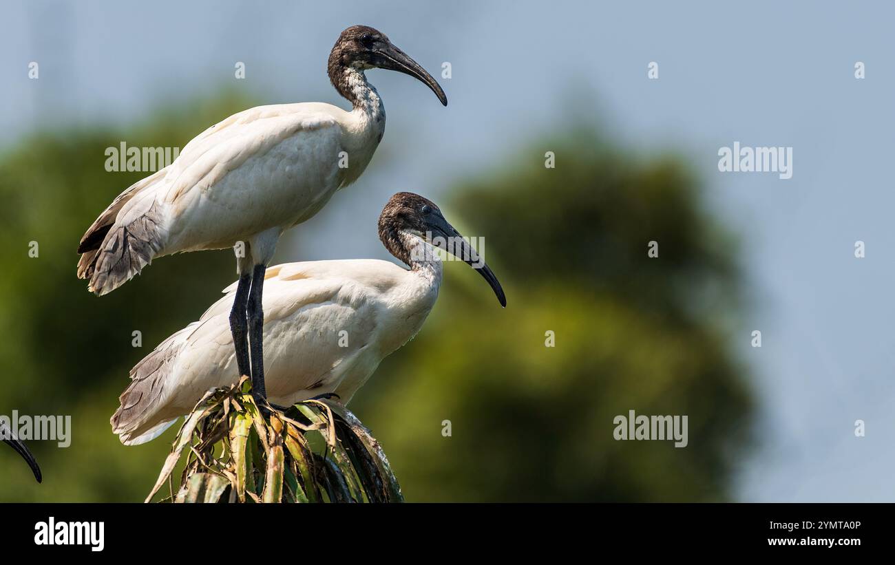 The Black-headed Ibis (Threskiornis melanocephalus) is a wading bird ...
