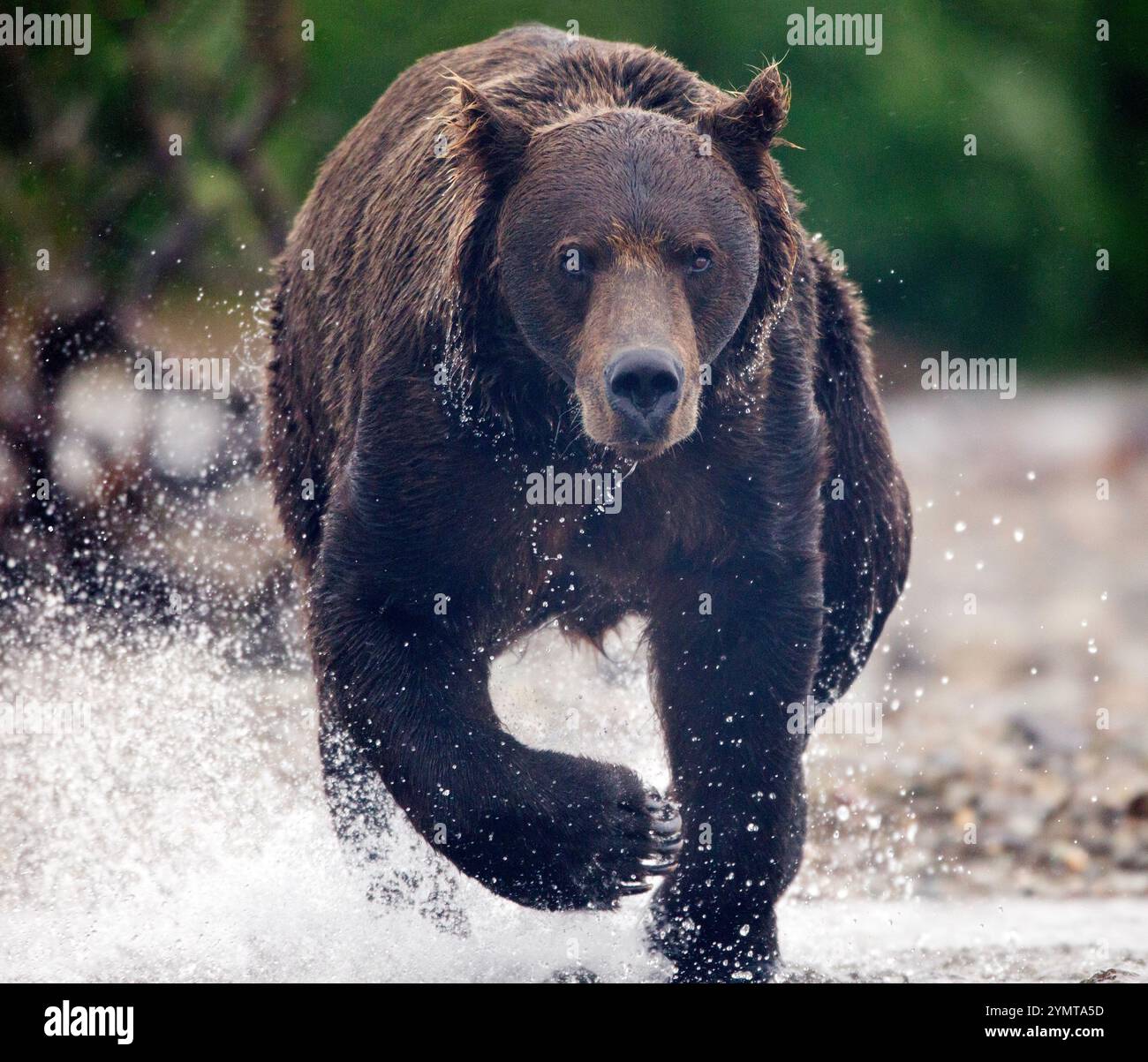 Alaska Brown Bear Charging at Camera Stock Photo - Alamy