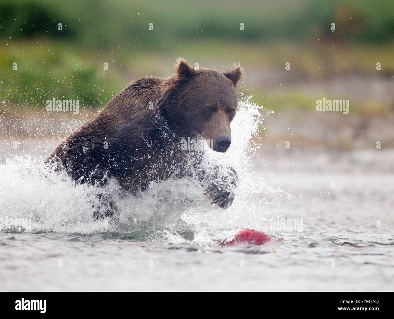 Alaska Brown Bear Pouncing on Salmon Stock Photo - Alamy