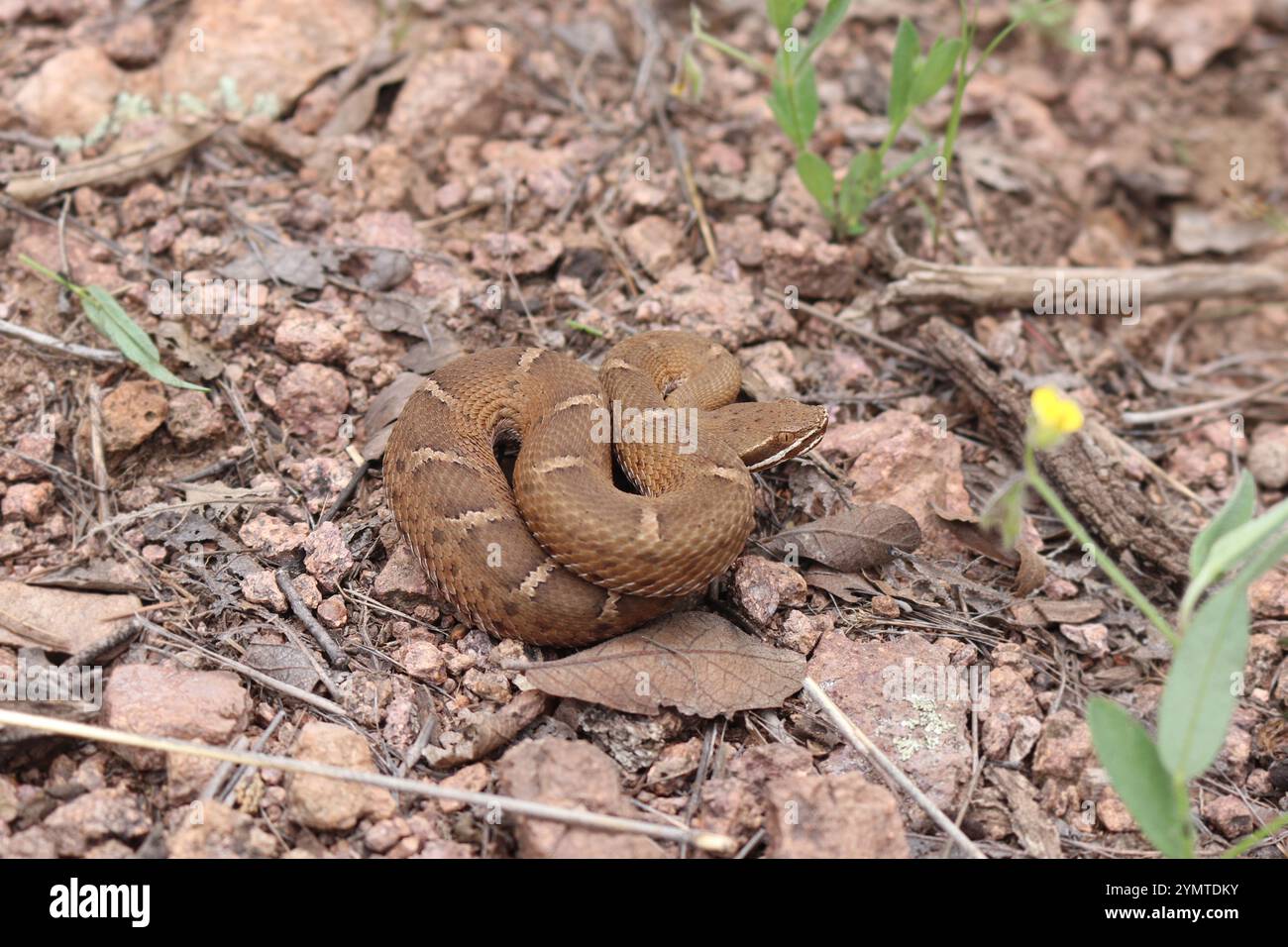 Arizona Ridge-nosed Rattlesnake, Crotalus willardi, in rocky montate ...