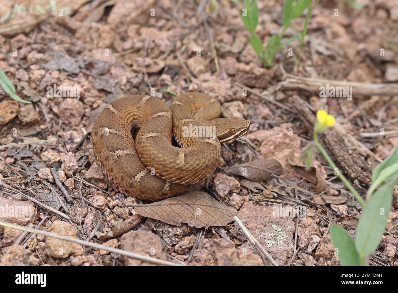 Arizona Ridge-nosed Rattlesnake (Crotalus willardi) Coiled Stock Photo ...