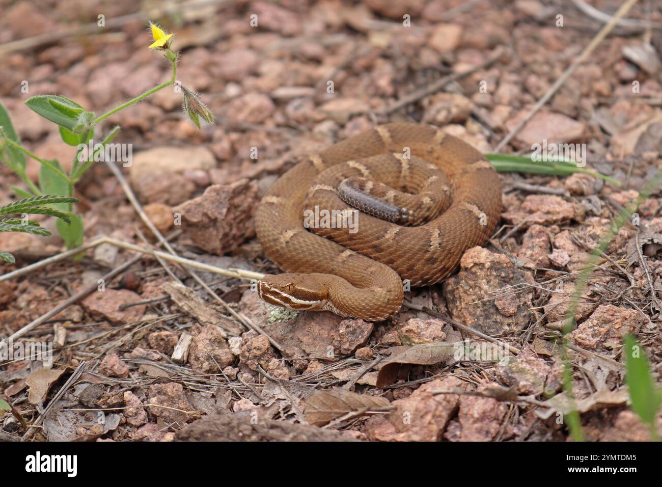 Arizona Ridge-nosed Rattlesnake (Crotalus willardi) in Arizona ...