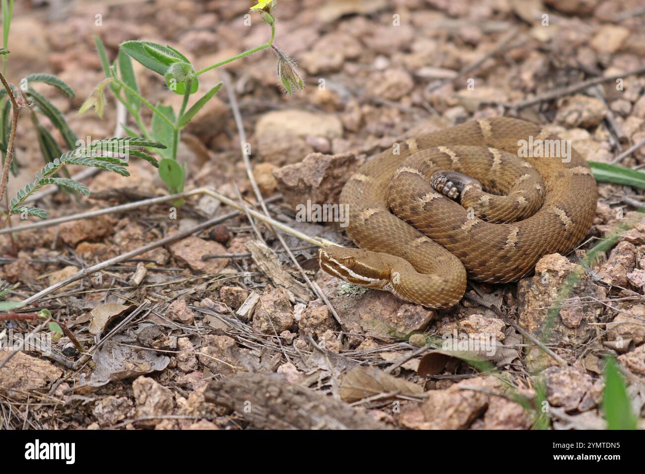 Ridge-nosed Rattlesnake, Crotalus willardi in Southern Arizona Stock ...