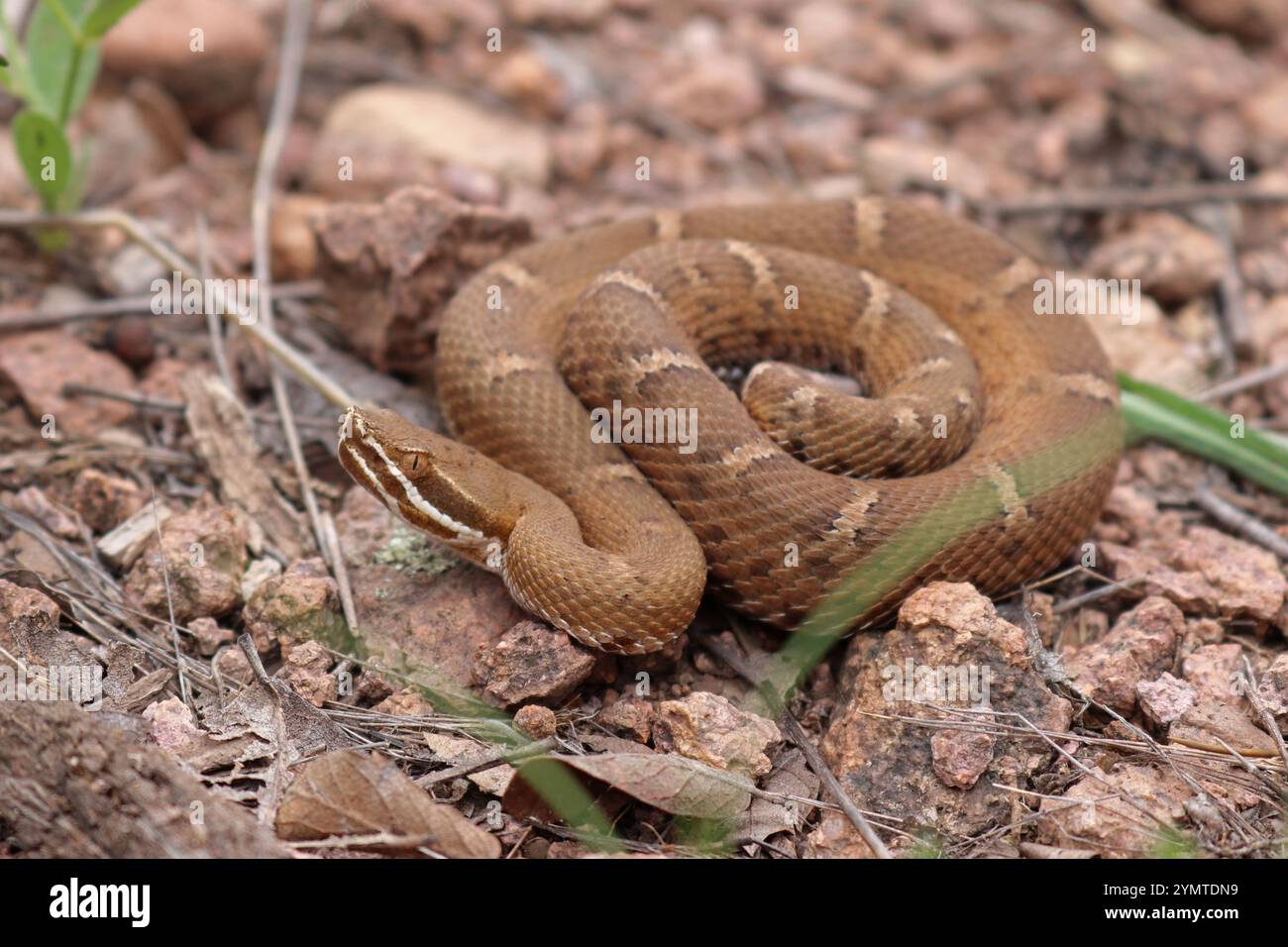 Arizona Ridge-nosed Rattlesnake (Crotalus willardi) in Rocky Terrain ...