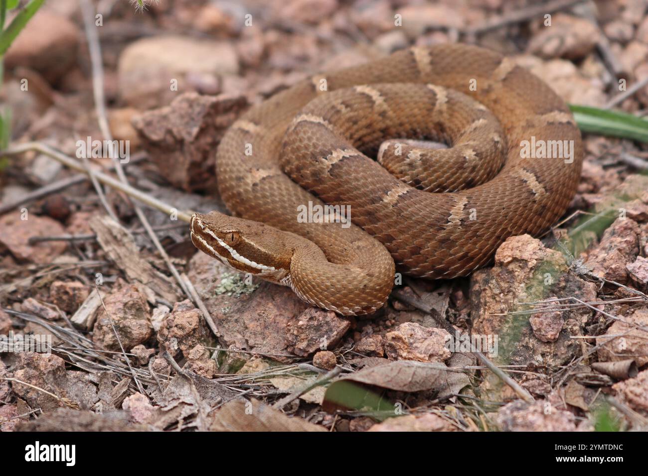 Coiled Ridge-nosed Rattlesnake in Arizona (Crotalus willardi Stock ...