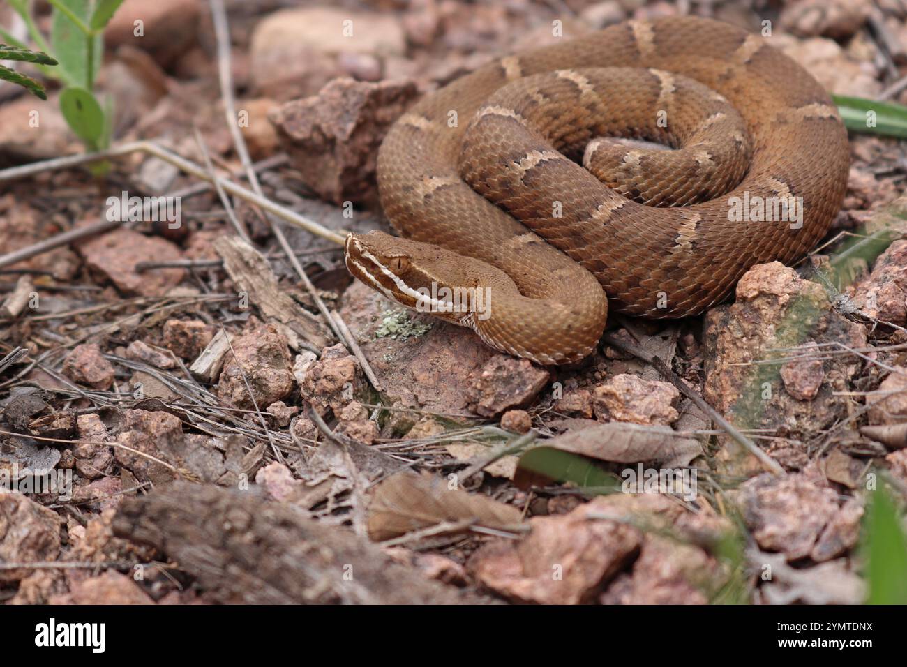 Ridge-nosed Rattlesnake Coiled on Rocky Terrain (Crotalus willardi ...