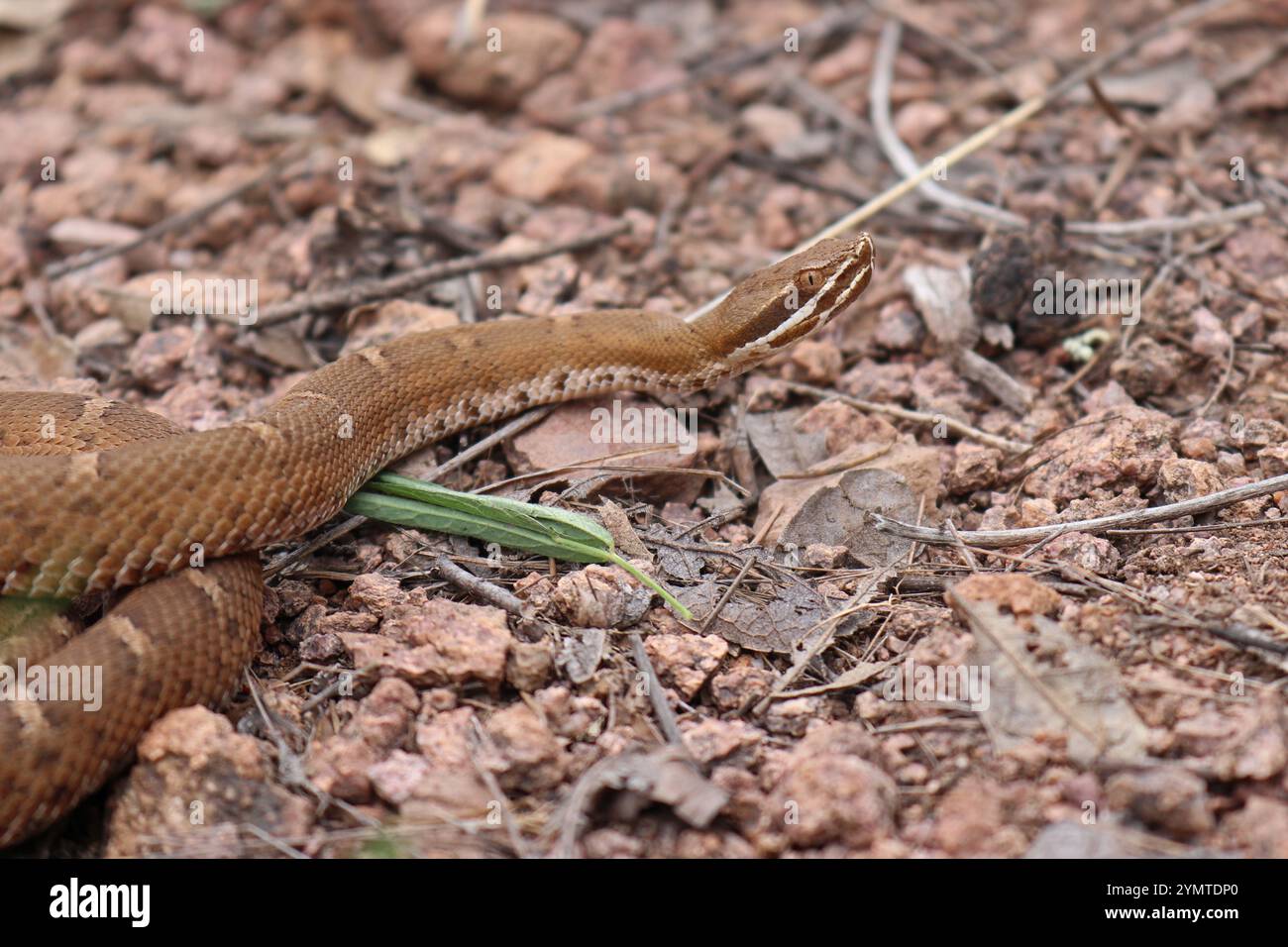 Ridge-nosed Rattlesnake in Arizona (Crotalus willardi) Slithering Stock ...