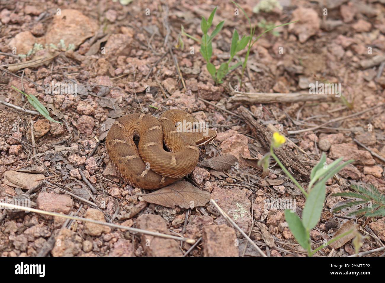 Arizona Ridge-nosed Rattlesnake (Crotalus willardi) in Striking ...