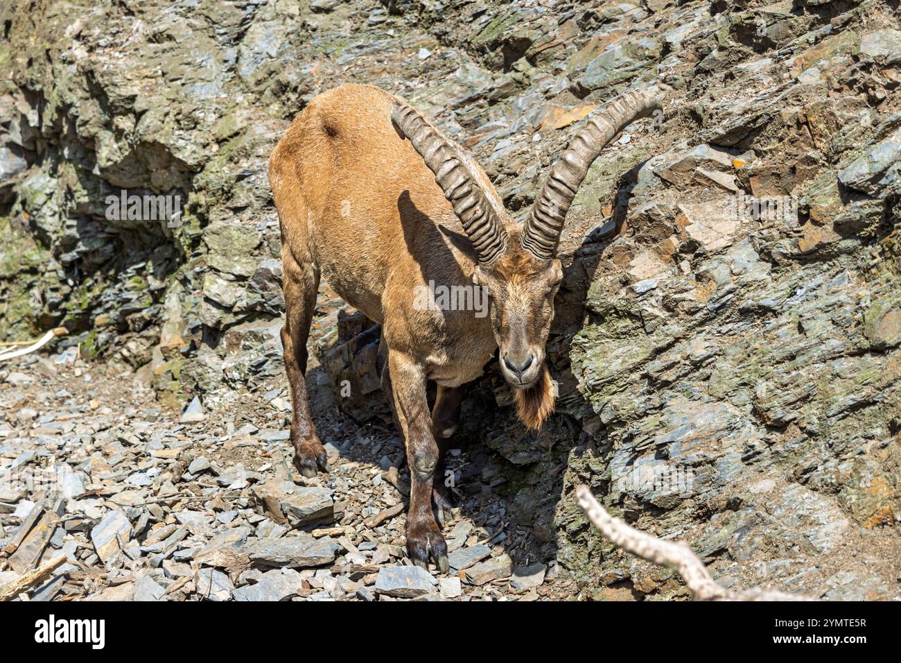 West Caucasian Tur - Capra caucasica walk on the rock Stock Photo - Alamy