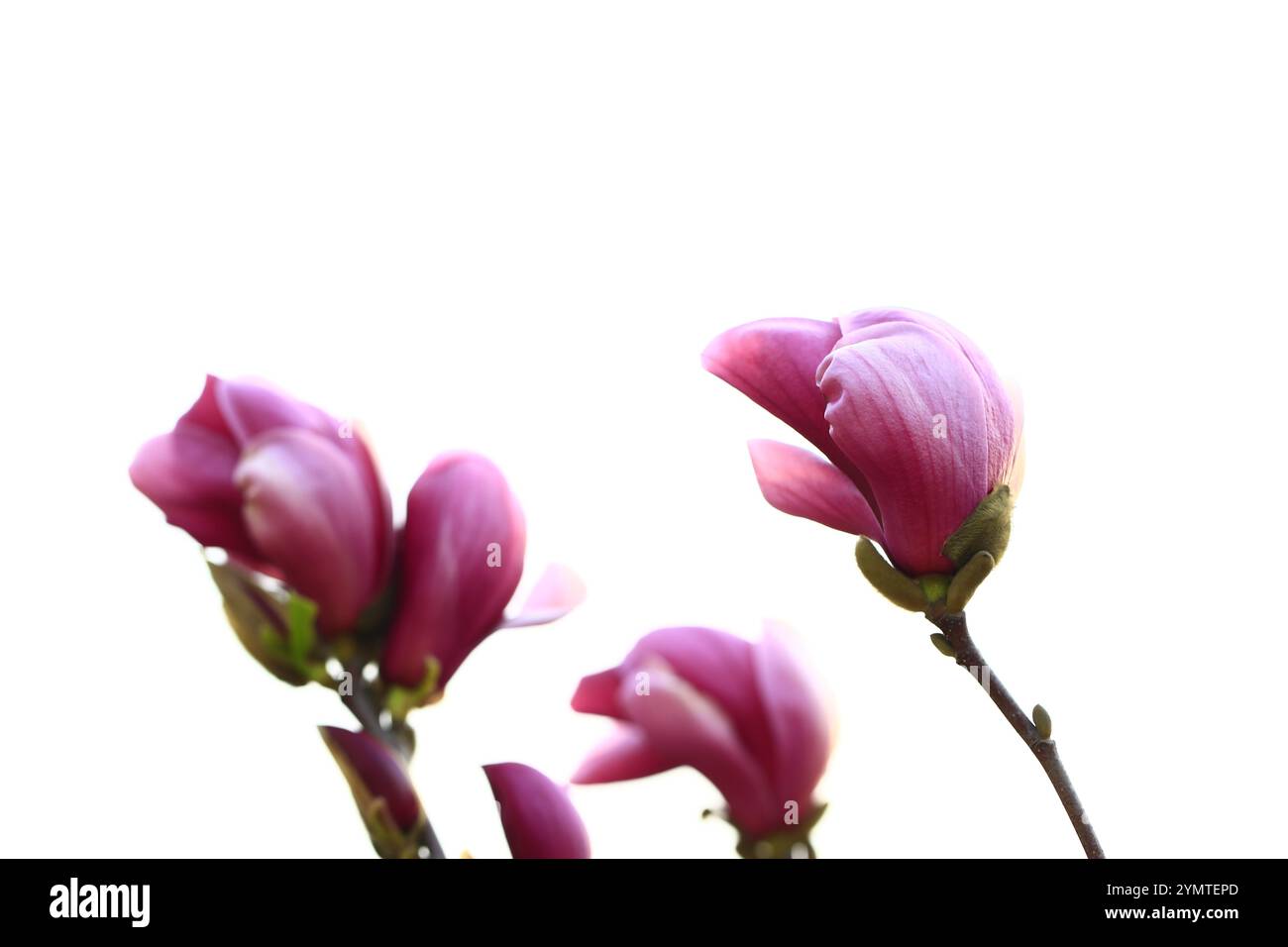 Pink spring magnolia in Cut Out Stock Images & Pictures - Alamy