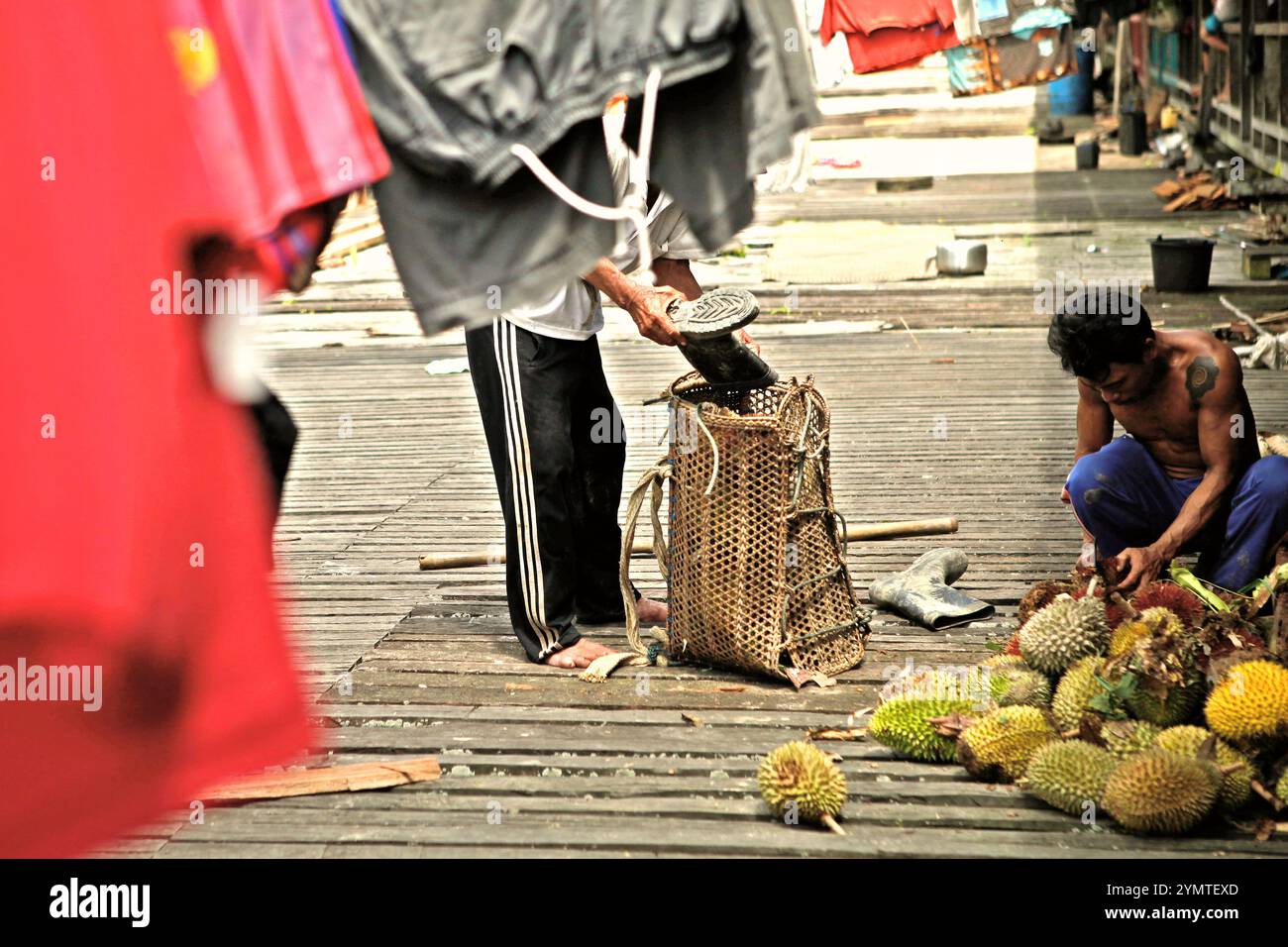 People organizing freshly harvested durian fruits at the terrace of the ...