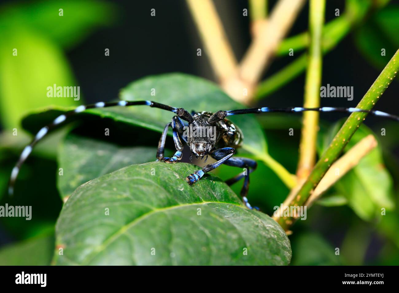 Black stem borer hi-res stock photography and images - Alamy