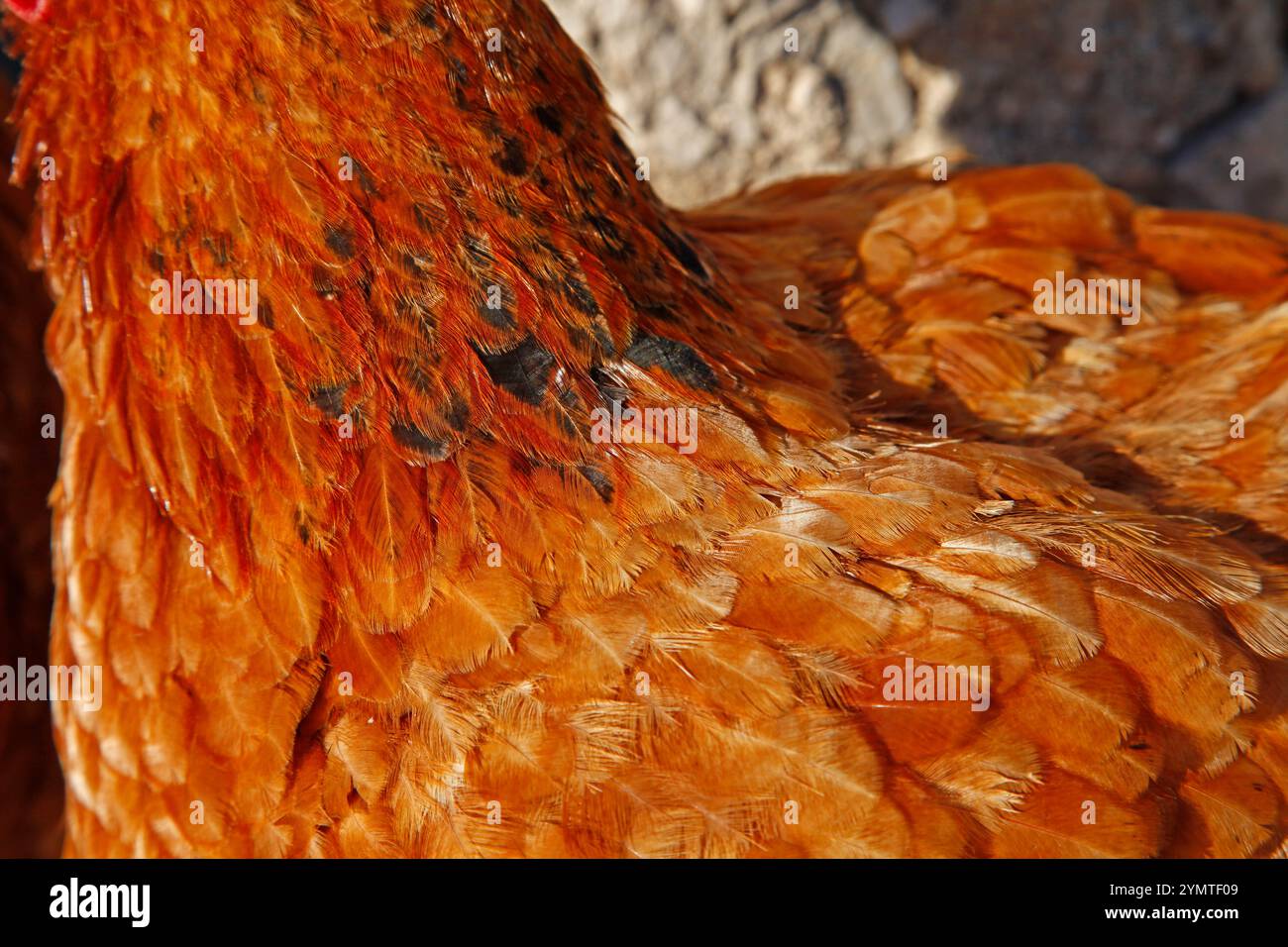 Texture of chicken feathers Stock Photo - Alamy