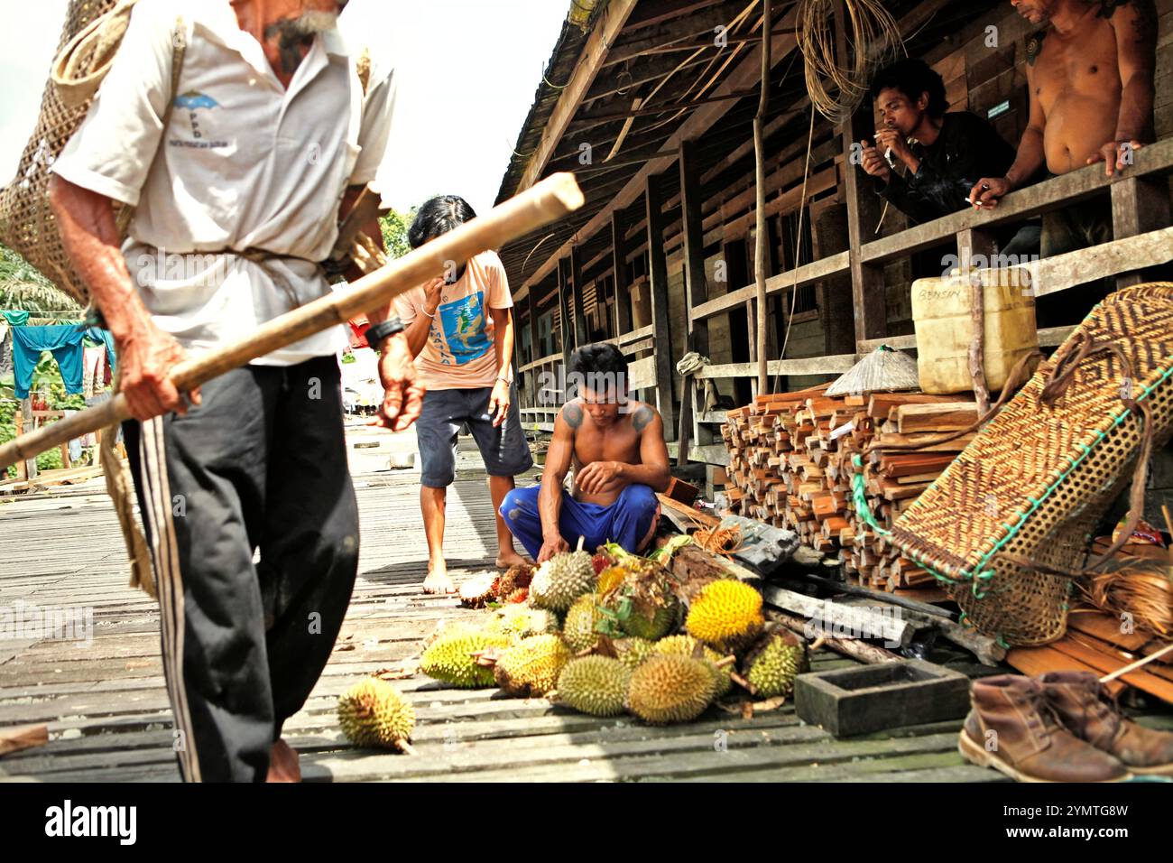 People organizing freshly harvested durian fruits at the terrace of the ...
