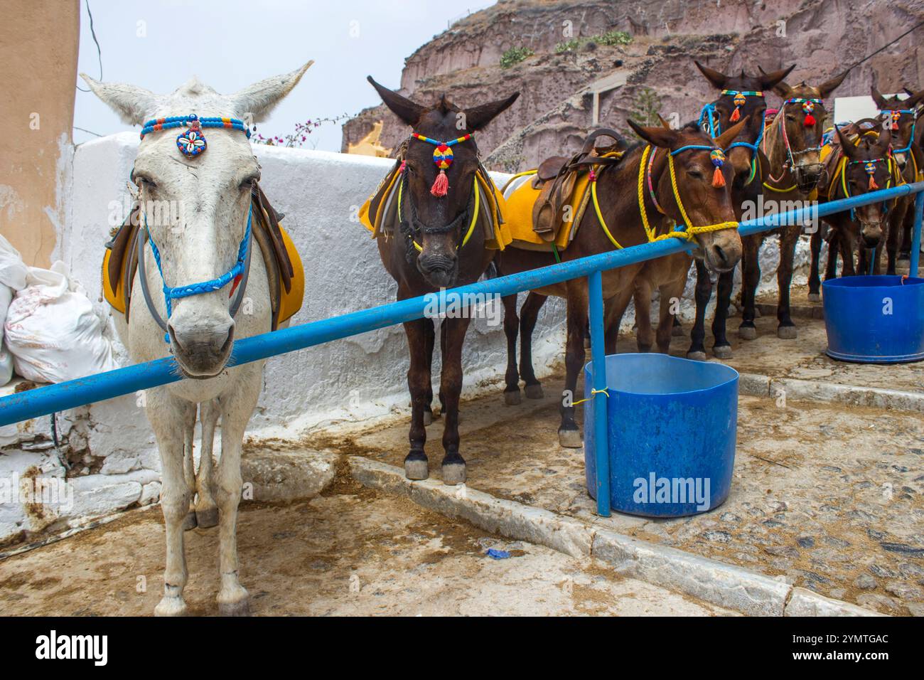 Donkey on stairs of santorini greece hi-res stock photography and ...