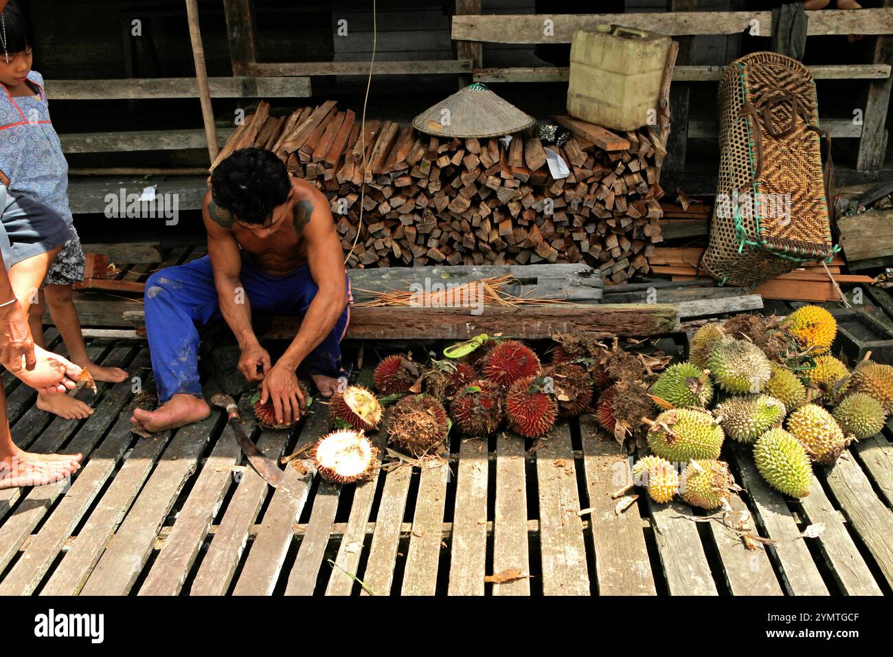 A man opening red durian fruits that are freshly harvested along with ...