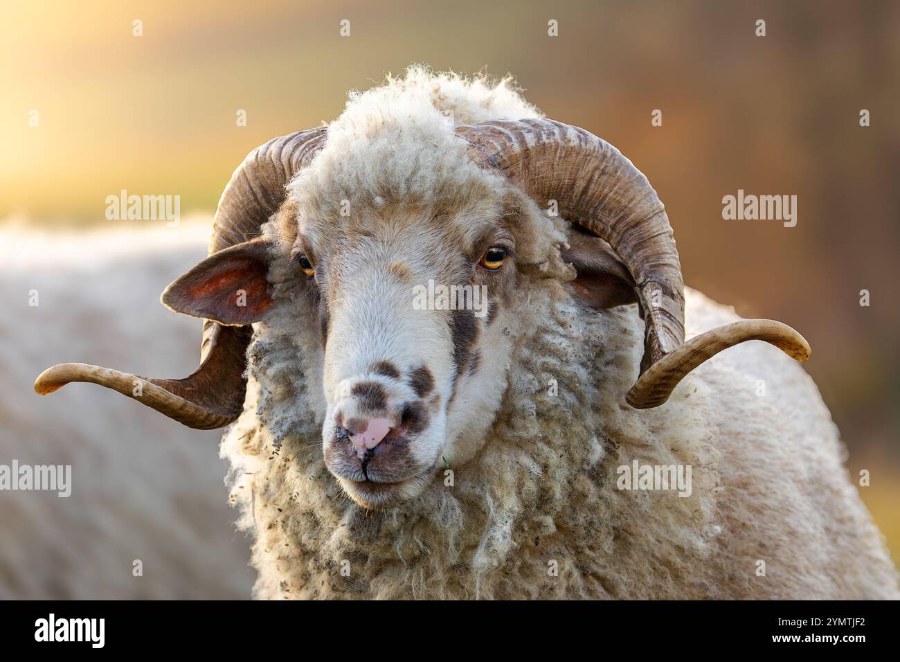 portrait of a large, beautiful ram with impressive horns and striking ...